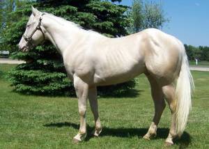 North Horse: Crazy Craigslist Horses Roundup