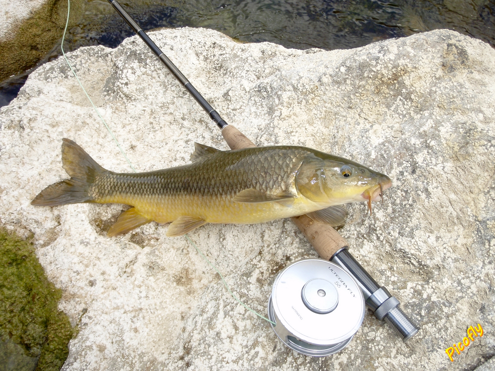 PESCA A MOSCA CON PICOFLY