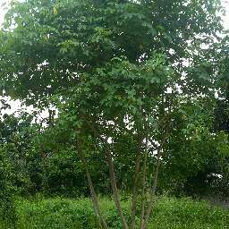 Warisan Petani: Pokok Ubi Gajah.