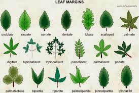 Struktur Morfologi Daun Lengkap - Biologi Jilid 2