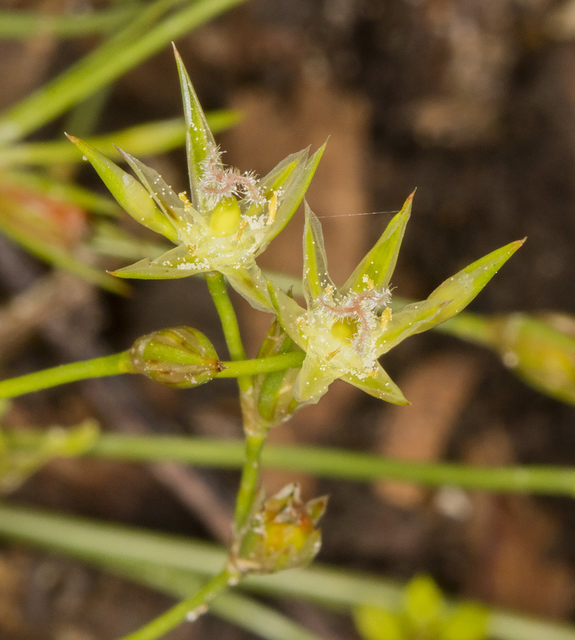 One Morning | Naturally