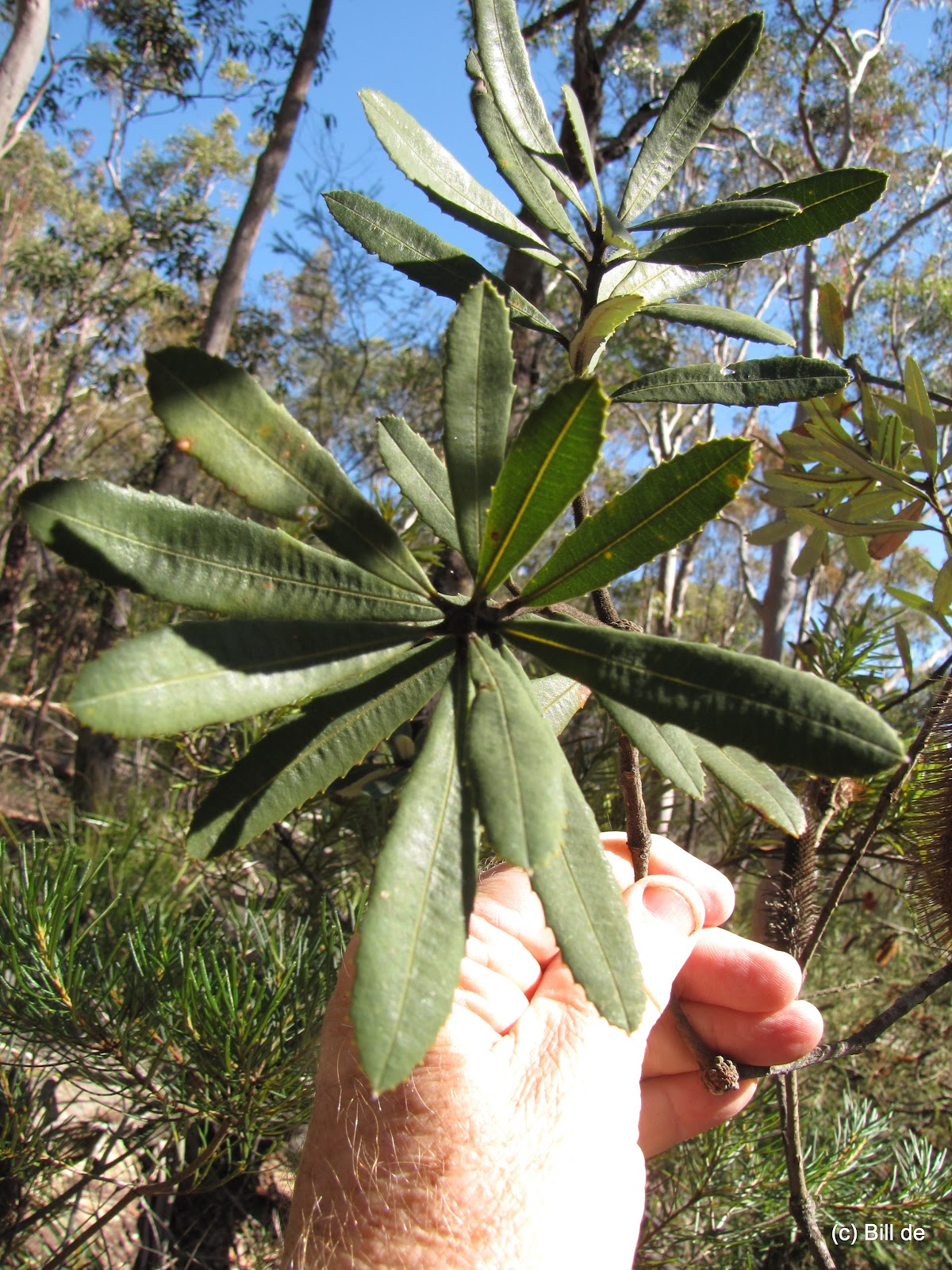 Sydney's Wildflowers and Native Plants: Banksia oblongifolia - Fern ...