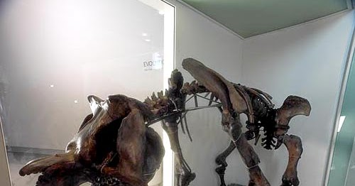 Variety of Life: Diprotodontidae