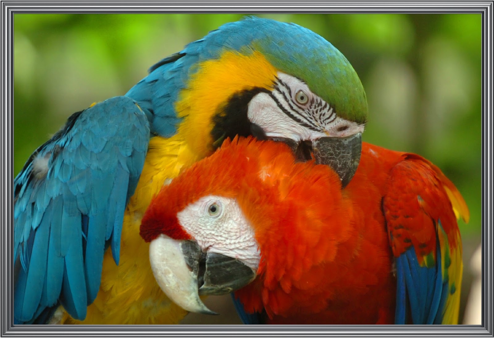 Parrot Blog ParrotPressNews : It is all about the Beak!