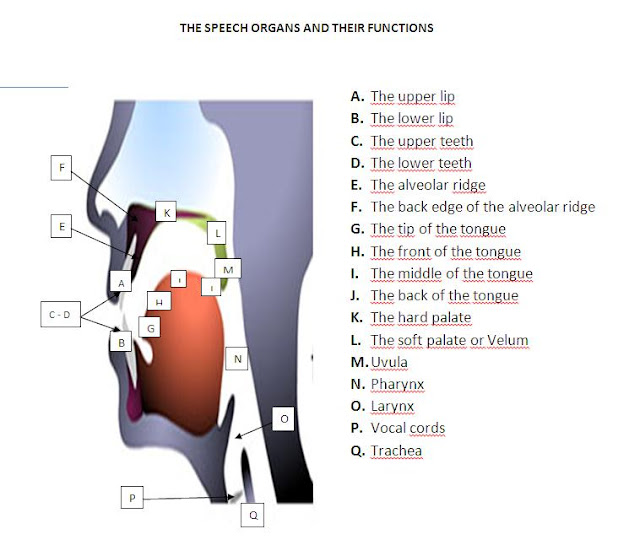 P H O N E T I C S THE SOUND OF ENGLISH: SPEECH ORGANS IMAGE