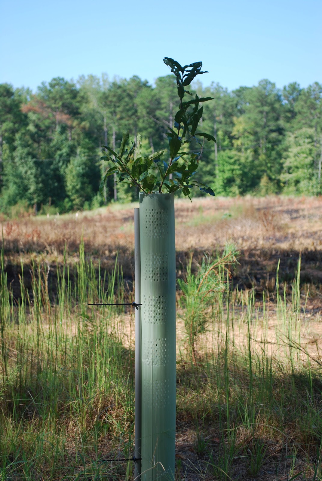 Tree Tubes Forum: Your New Clearing House For All Things Tree Tube Related!