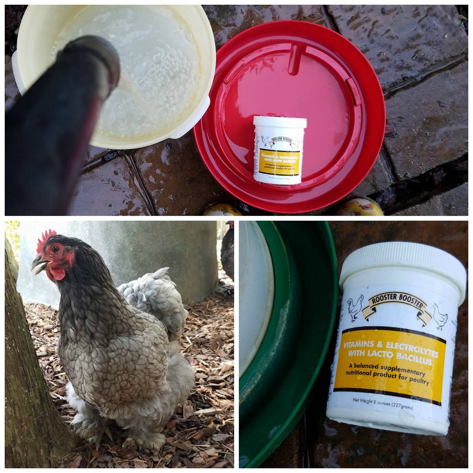 Preventing Heat Exhaustion in your Backyard Chicken Flock – Happy Days Farm