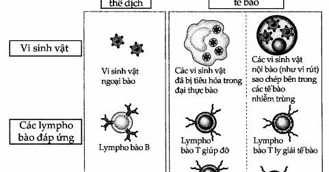 Cấu trúc và chức năng của Globulin miễn dịch (chẩn đoán và điều trị ...