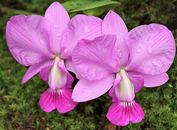 ORQUÍDEAS RARAS - AS ORQUÍDEAS MAIS RARAS DO MUNDO - Como Cultivar ...