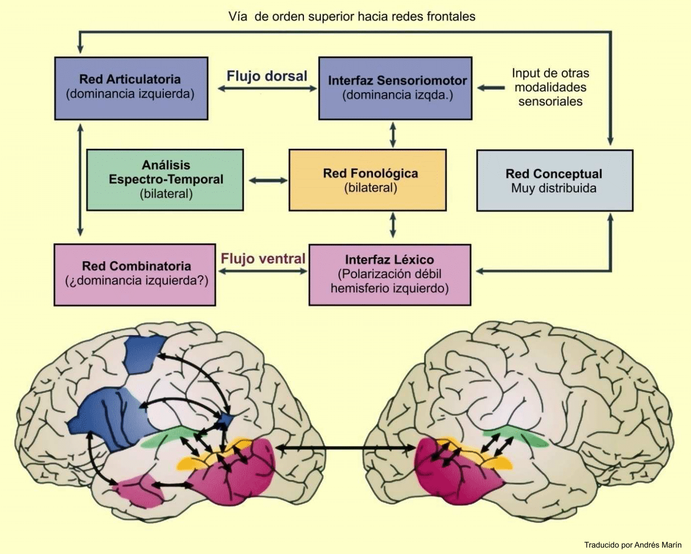 Aprendizaje de la lectura y la escritura: Circuitos corticales del ...