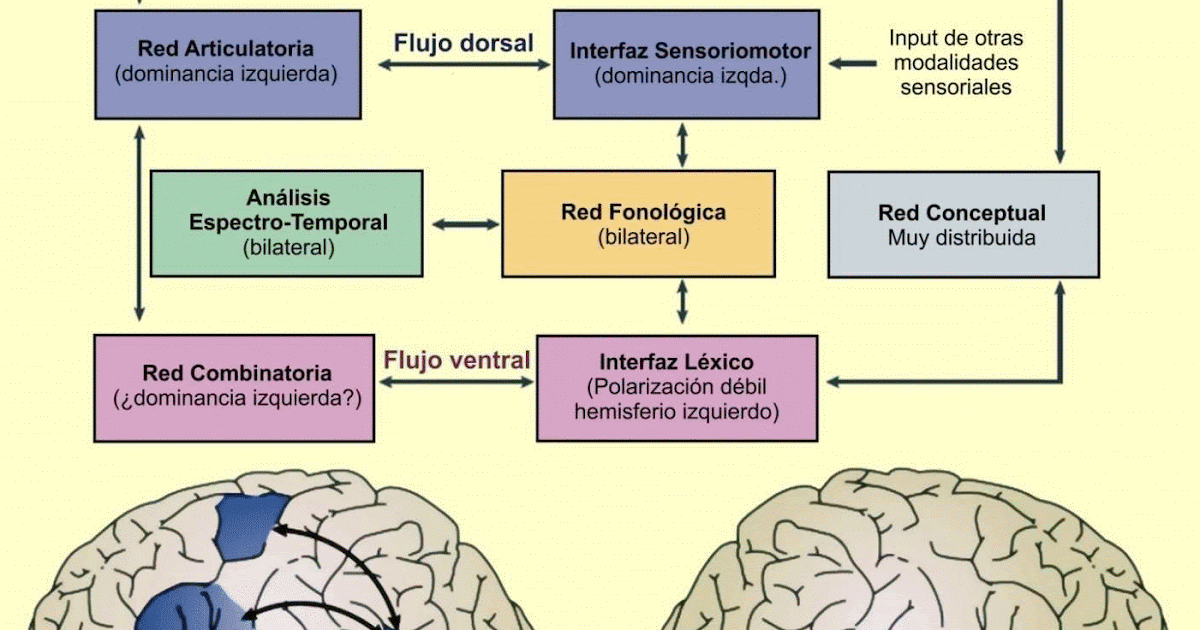 La lectura y su aprendizaje: Circuitos corticales del habla (Dual ...