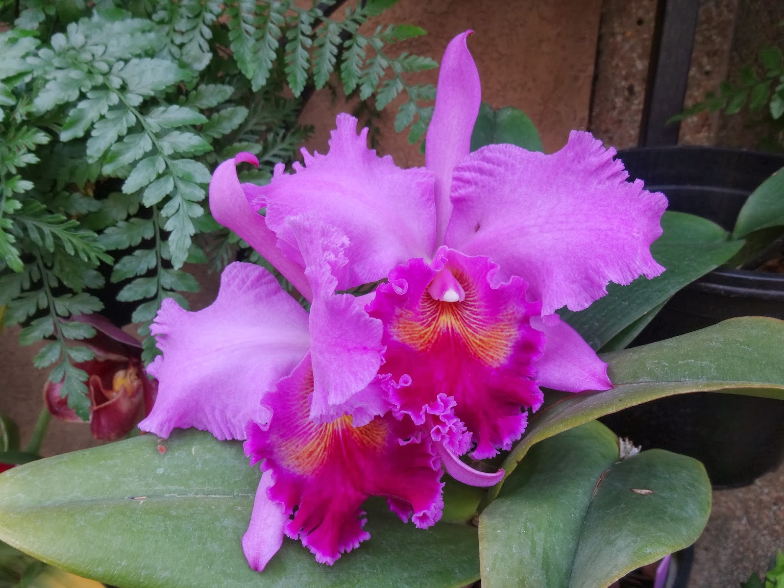 Love, Joy and Peas: Close Up Photos of Beautiful Orchids