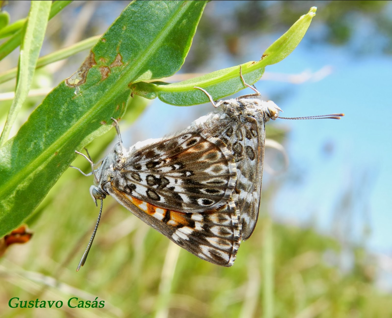 INSECTOS: Aricoris gauchoana.