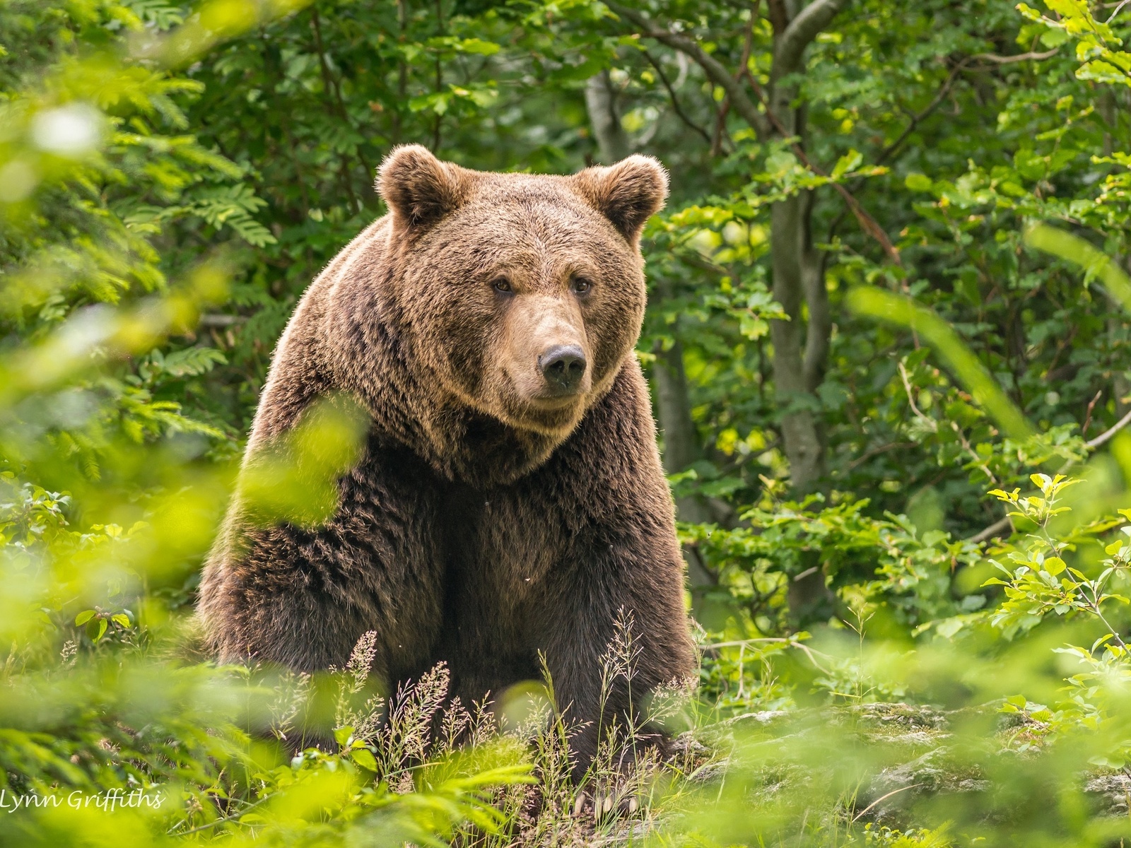 Fotografías de osos divertidos en el bosque