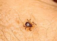 Ehrlichiosis | Diseases