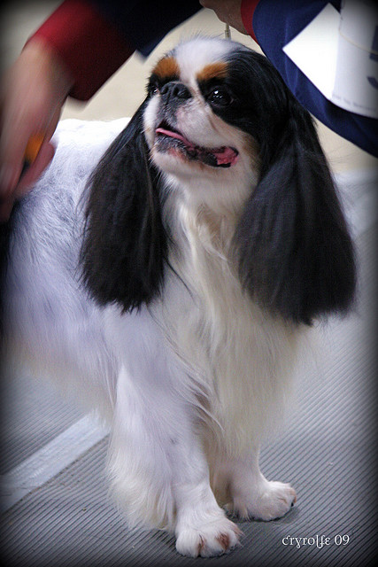 Toy Dog Breeds Pictures and Information