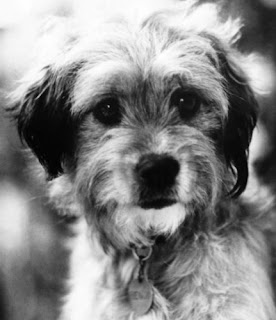 Famous Dogs in History: Higgins: From Shelter Dog to Beloved Benji