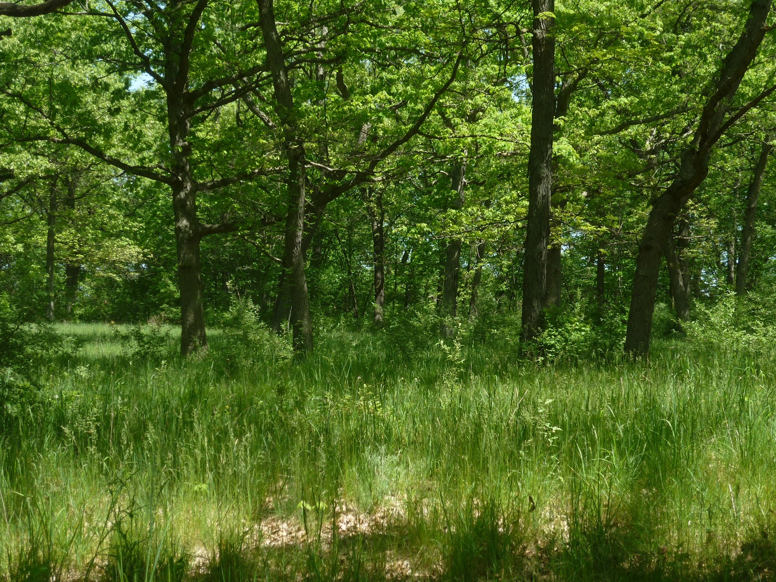 American voyages: Oak Savannas of Southeastern Michigan: A Reminder of ...