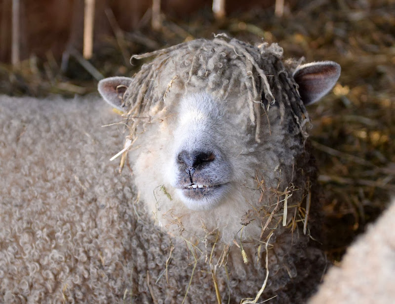 Punkin's Patch: Teefers!