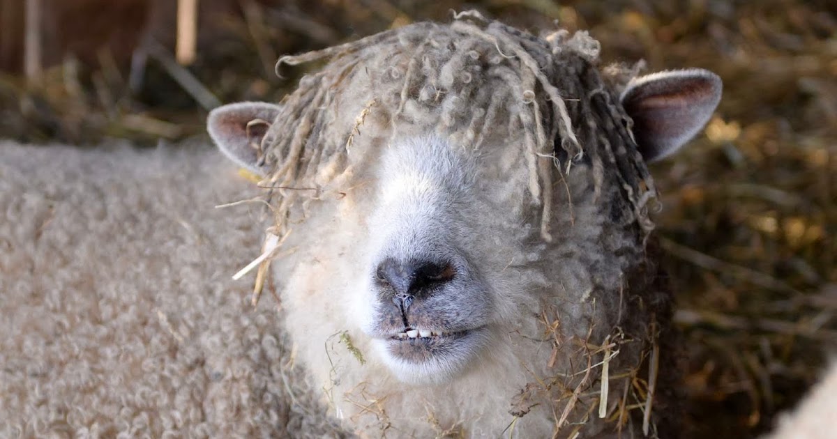 Punkin's Patch: Teefers!
