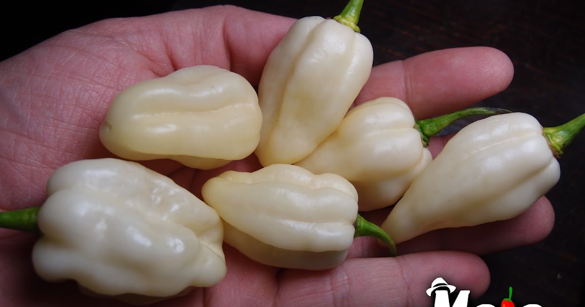 The Mojo Pepper - Just a Chili Pepper grower: New varieties on Mojo ...