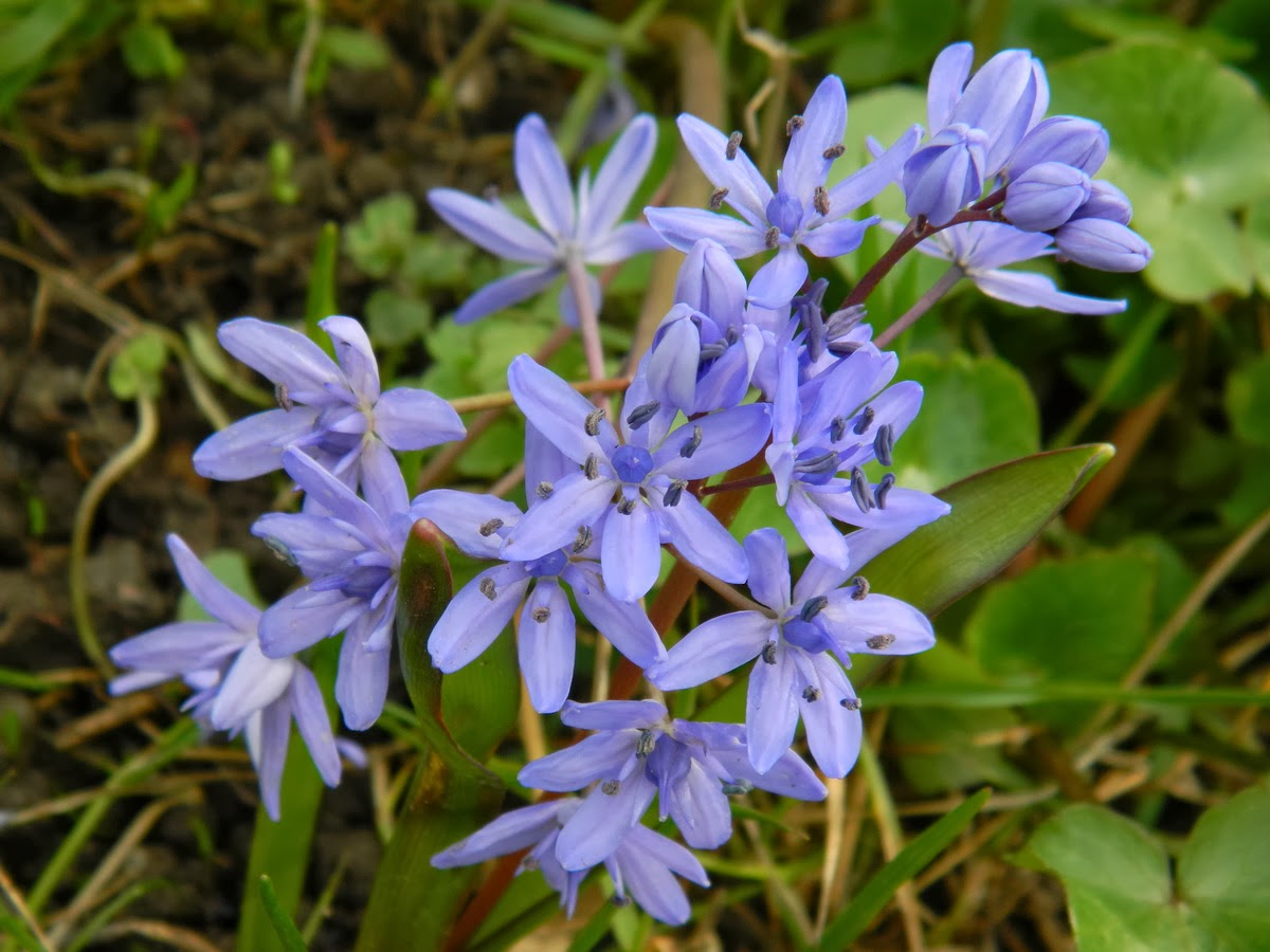 LA MULTI ANI, ROMANIA!: Viorele