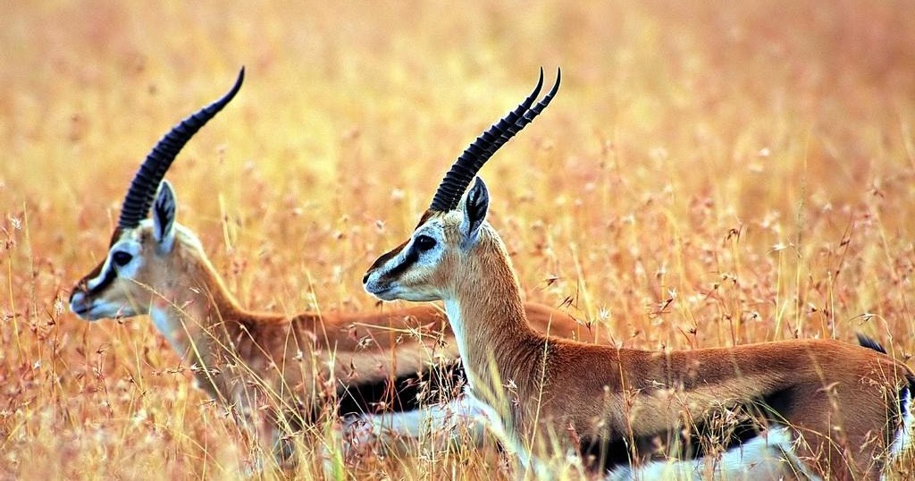 Dimples: Names of Wild Animals in Lubukusu