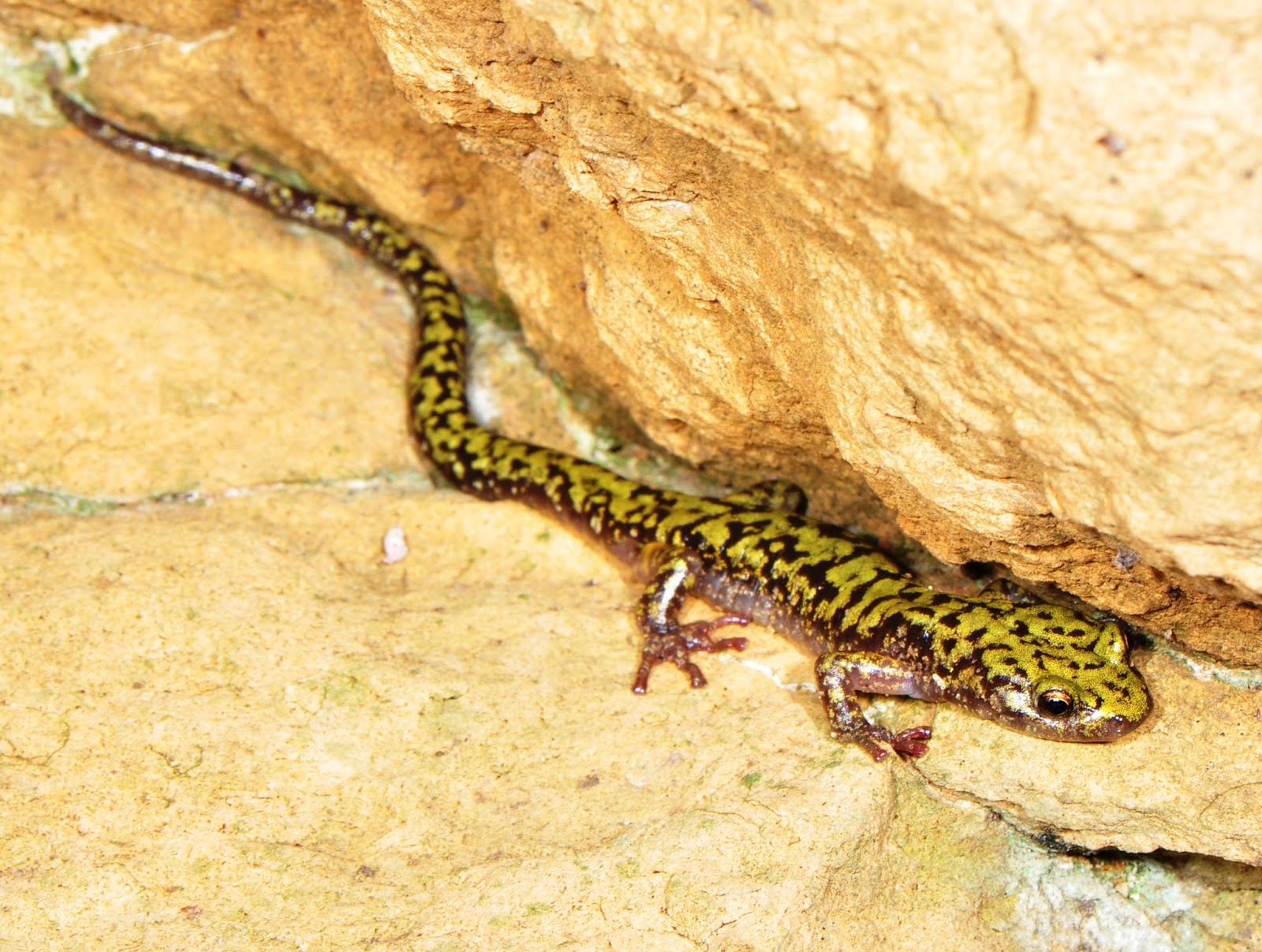 Life on The Edge: Searching for New Locations of the Green Salamander