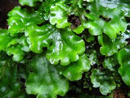 novi28: lumut hati dan lumut daun