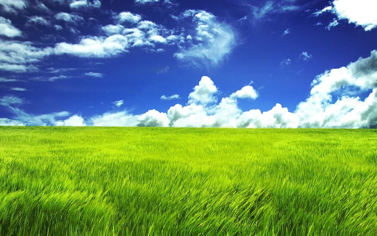 Beautiful HD Wallpapers: Amazing Spring Grassland Desktop Wallpaper