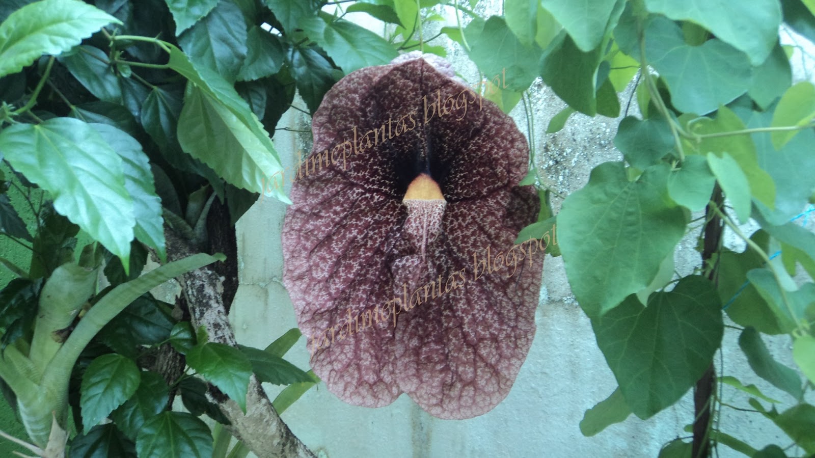 Planta Jarrinha ou Papo-de-peru | Jardim e Plantas da SOL