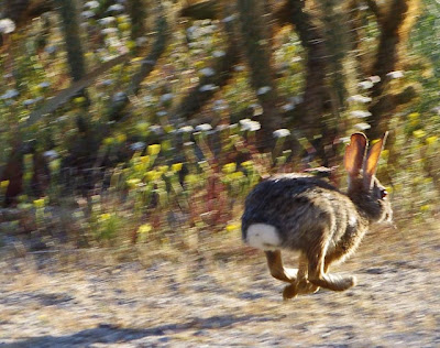 PENTAX DSLRs: Dust bunnies. Unless you live inside a clean room ...