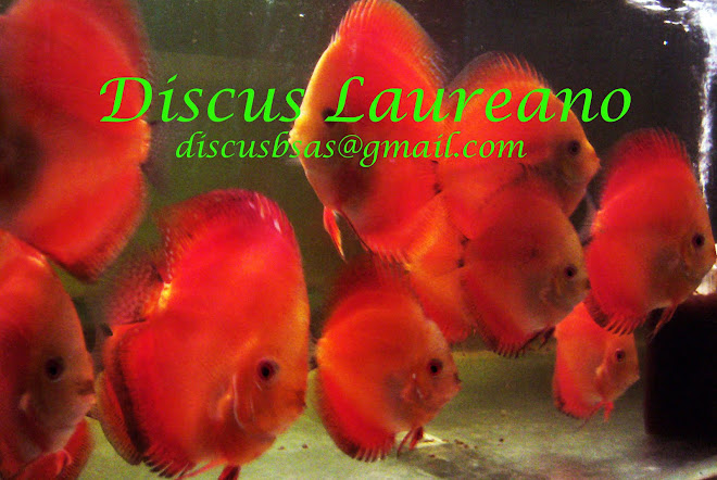 Discus Laureano