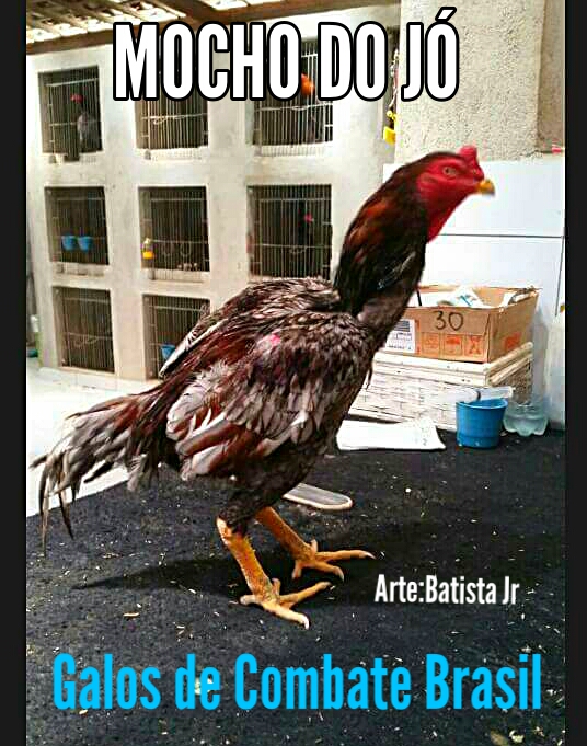 GALOS DE COMBATE BRASIL #2021: UM DOS GALOS MAIS FAMOSOS DO BRASIL