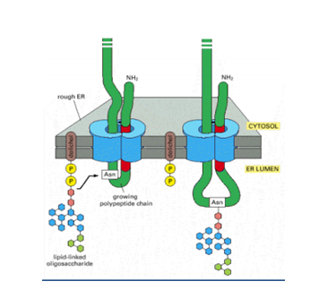 Retículo Endoplasmático
