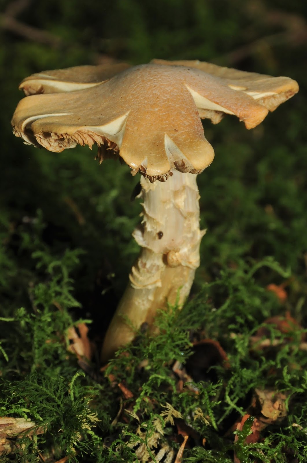 JURA, UNE TERRE, DES HOMMES: La Pholiote ridée.