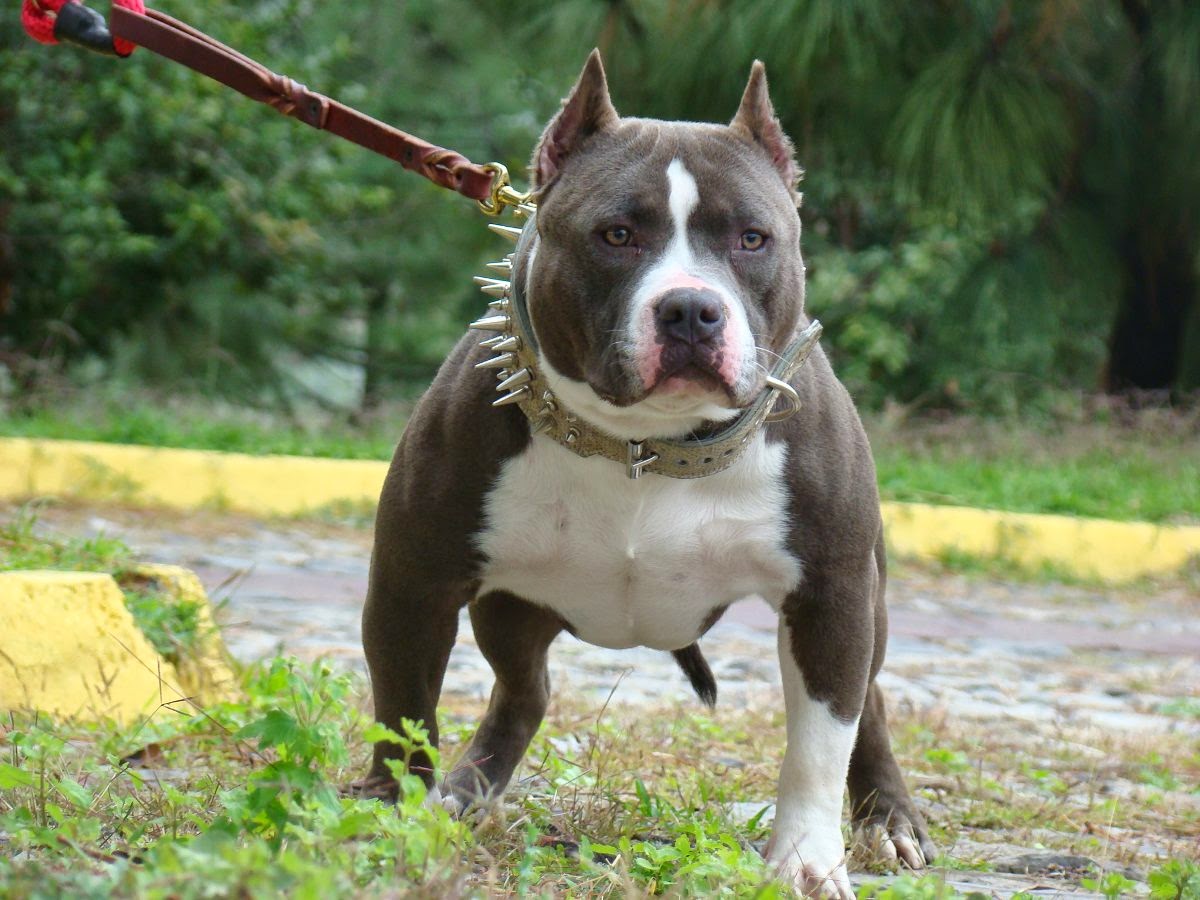 PERROS DE RAZA: AMERICAN BULLY