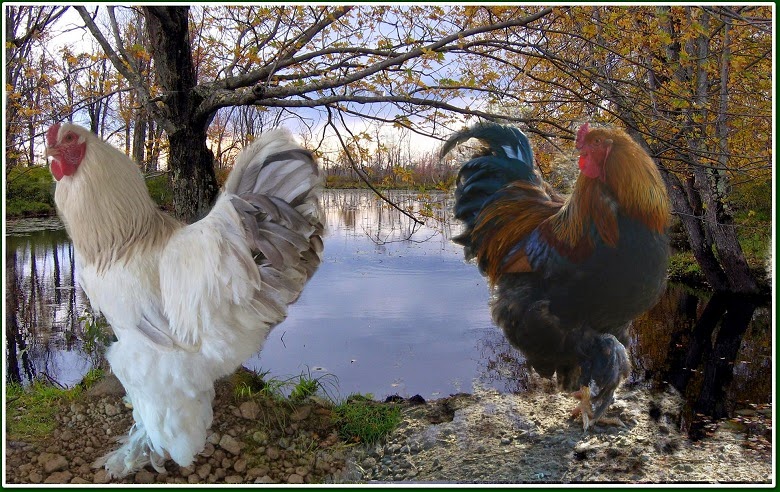 ΠΕΡΙΓΡΑΦΗ BLOG ~ chicken breeds - ρατσες φυλες κοτας