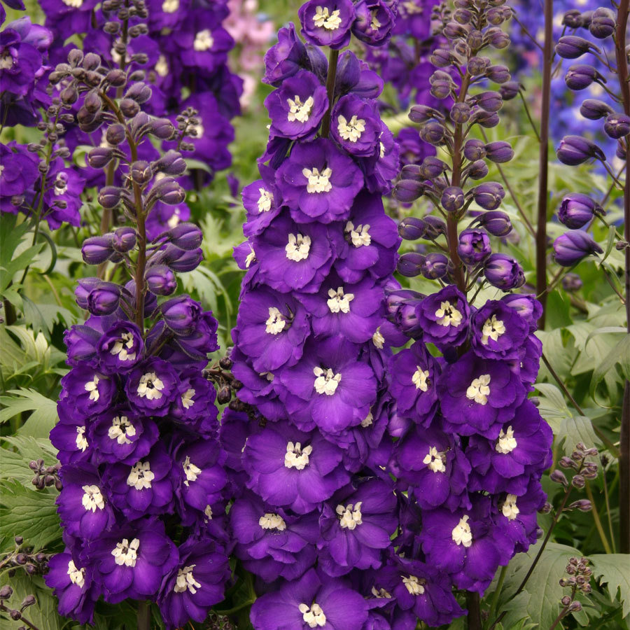 Flowers: Delphinium