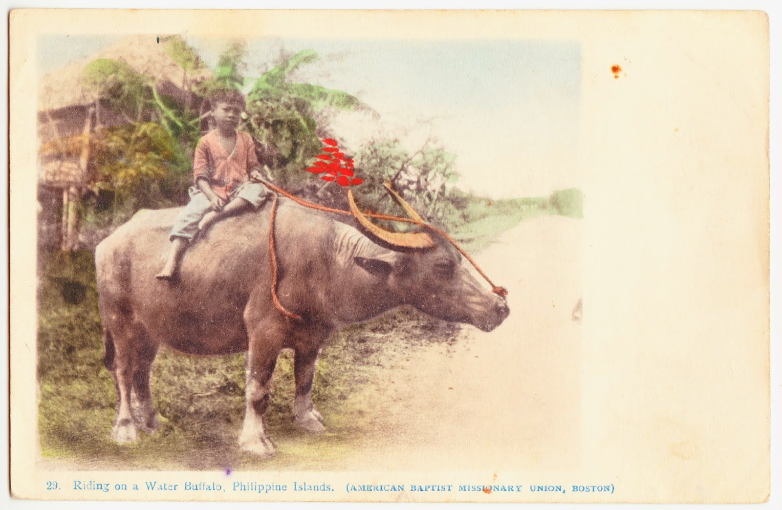 Papergreat: Yet another postcard of a child riding a water buffalo