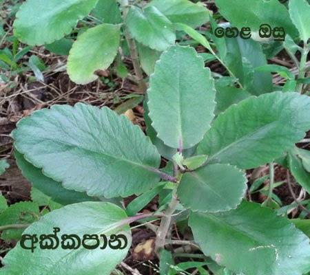 Hela osu: අක්කපාන (akkapaana)
