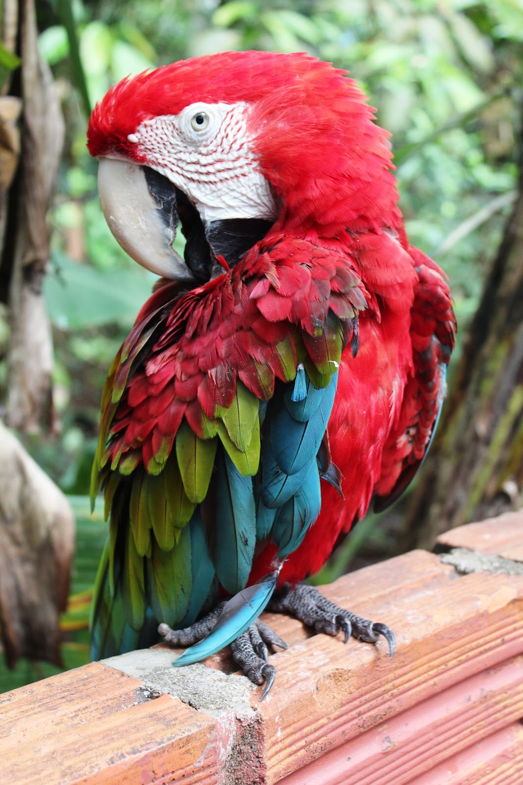Récits de Guyane: Quelques Aras en Guyane et au Bresil / Los Aras de ...