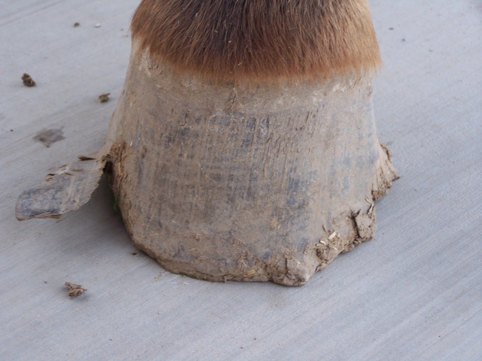 Wilde Life: Hoof Trimming