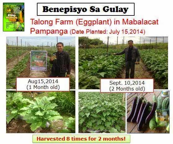 KING HUMUS PLUS: KING HUMUS PLUS