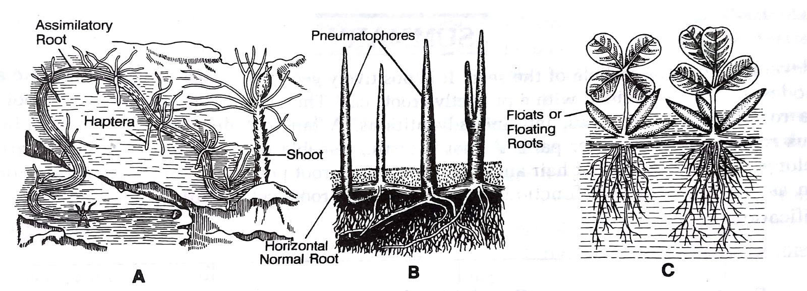 Botanica: MORPHOLOGY OF ROOT
