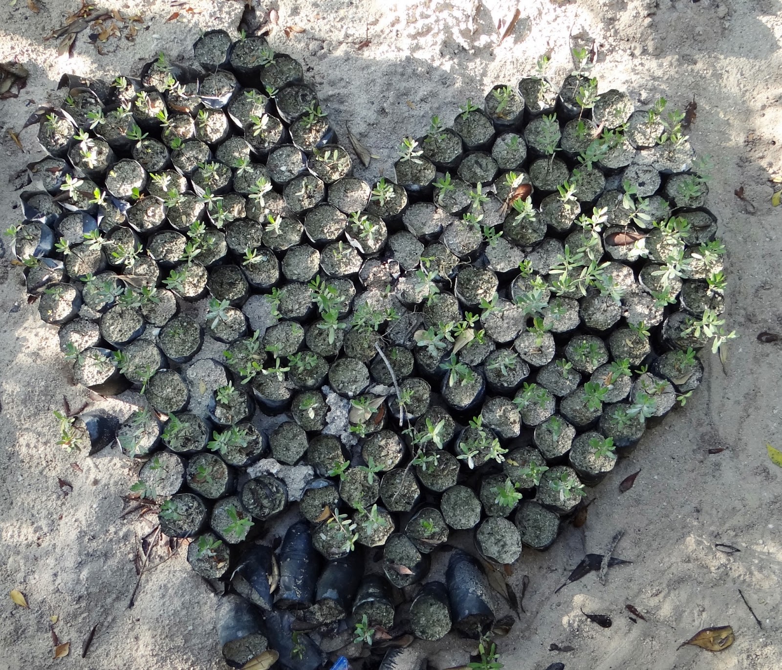 Bais Tourism: Talabong Mangrove Forest and Bird Sanctuary