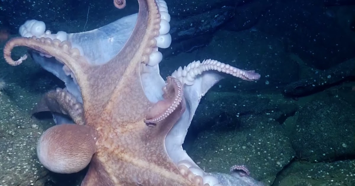 Real Monstrosities: Arms, Arms, Everywhere