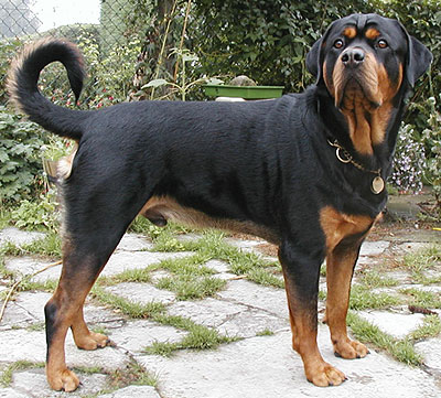 Dachshund Dog: Photos Of Rottweiler Dogs