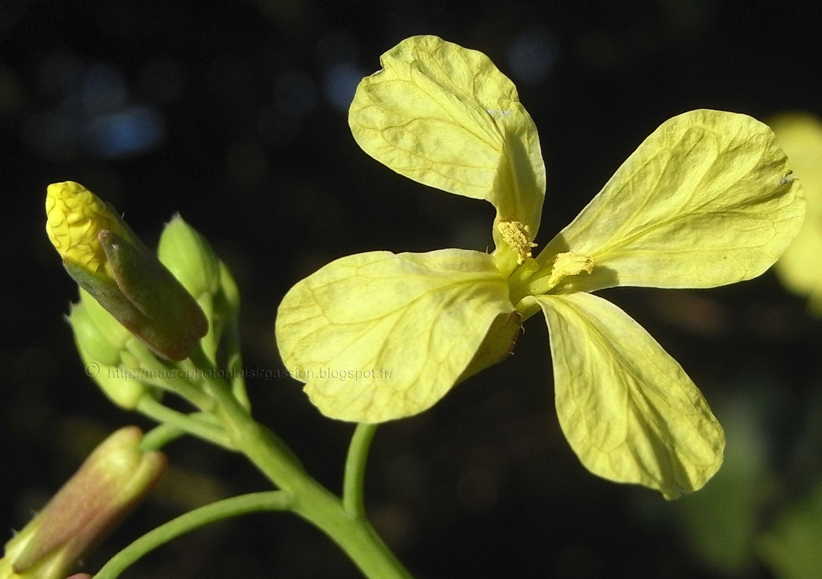Macrophoto plaisir passion: Moutarde des champs, Sinapis arvensis