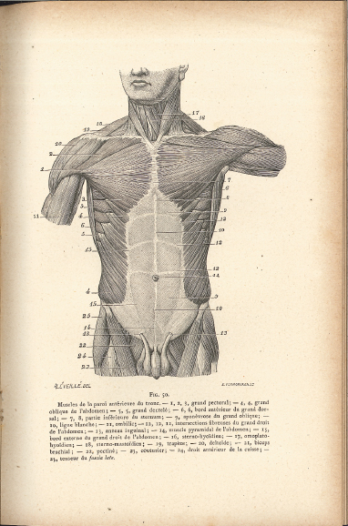 Research of Artistic Anatomy: Update: Duval, Mathias. "Précis d ...